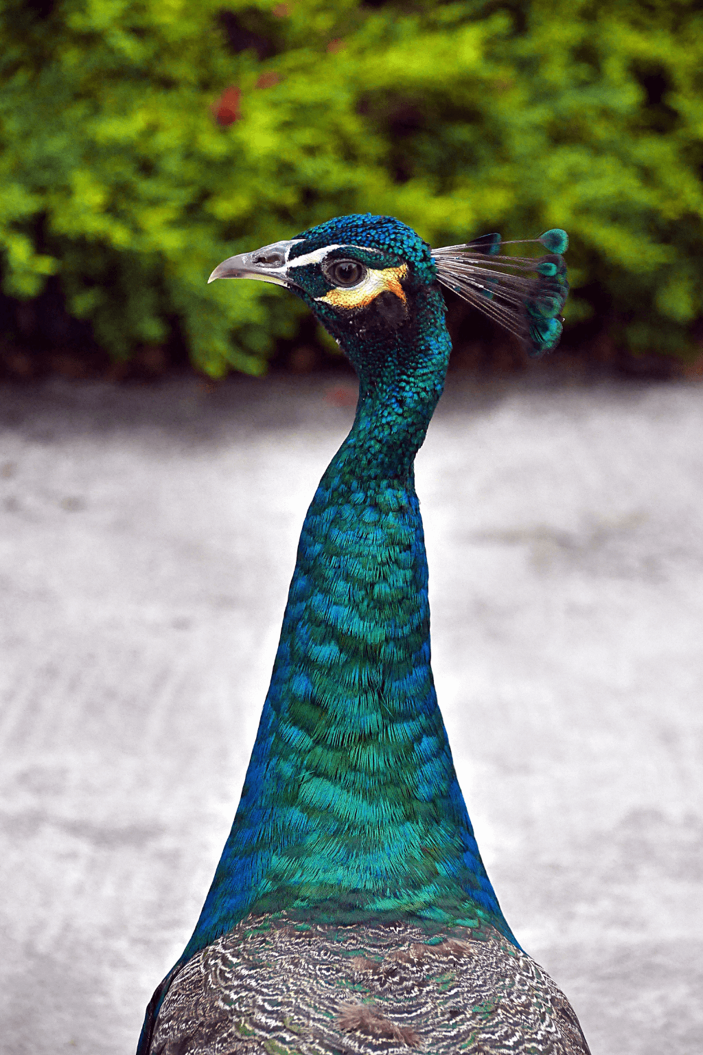 Qué hacer en Sentosa Island: Singapur - Es Parte del Viaje