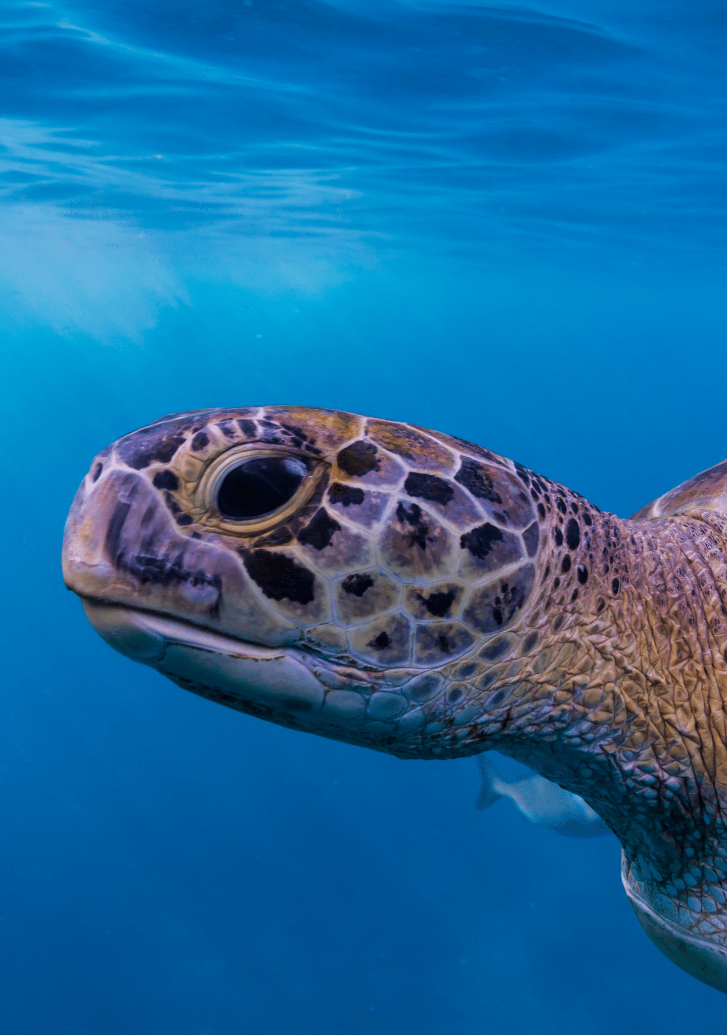 10 cosas que hacer en las islas Gili (Gili Trawangan)