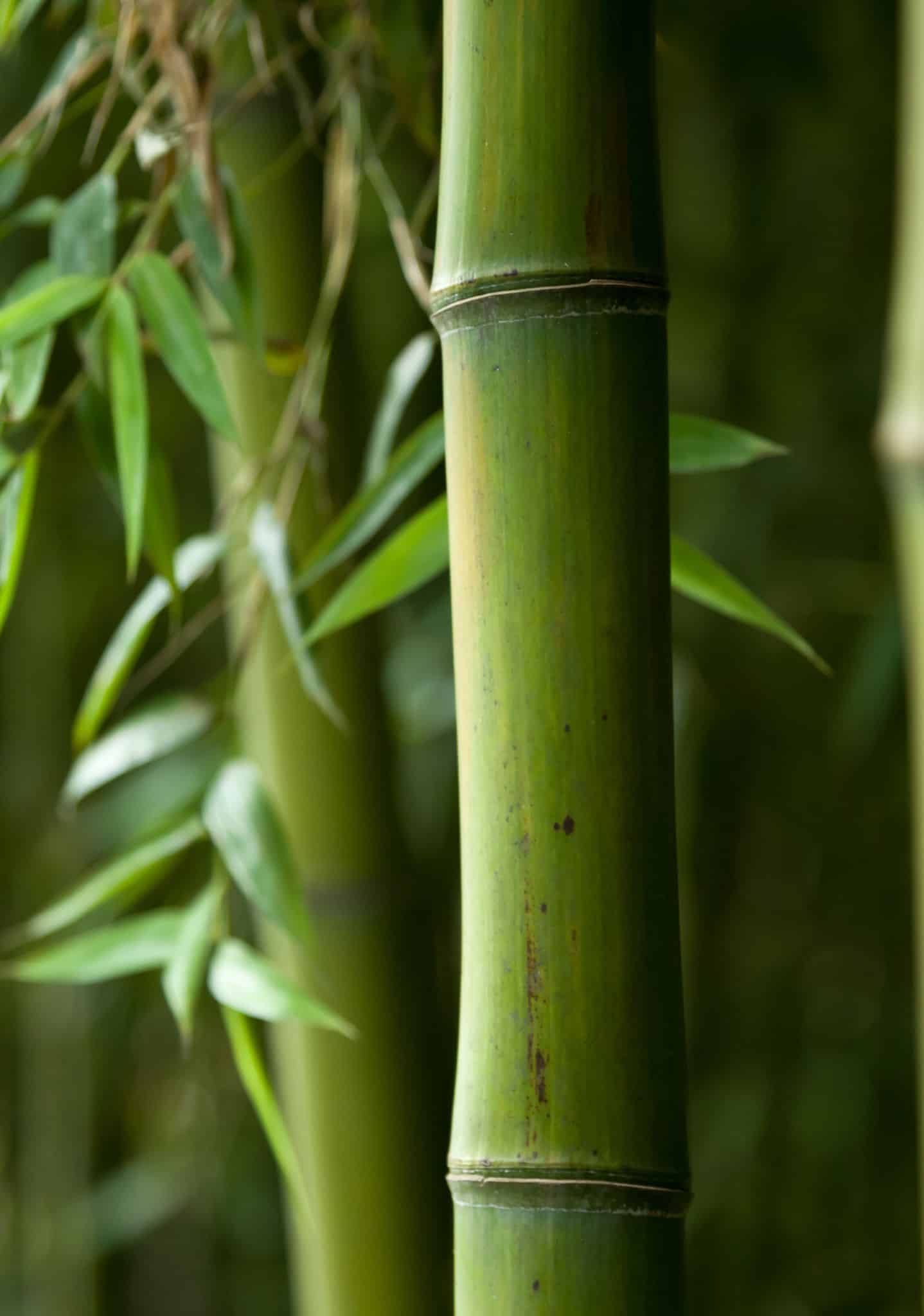 15 imperdibles que ver en el Este del Bali: Sidemen, Amed