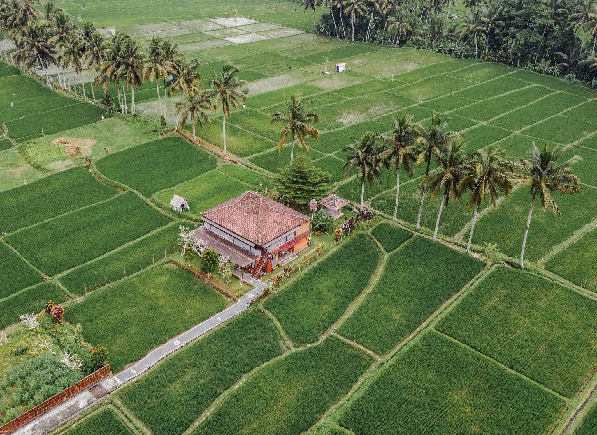 20 restaurantes donde comer en Ubud